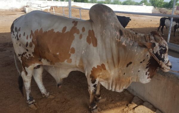 Cholistani Bull | Shah Nawaz Farm