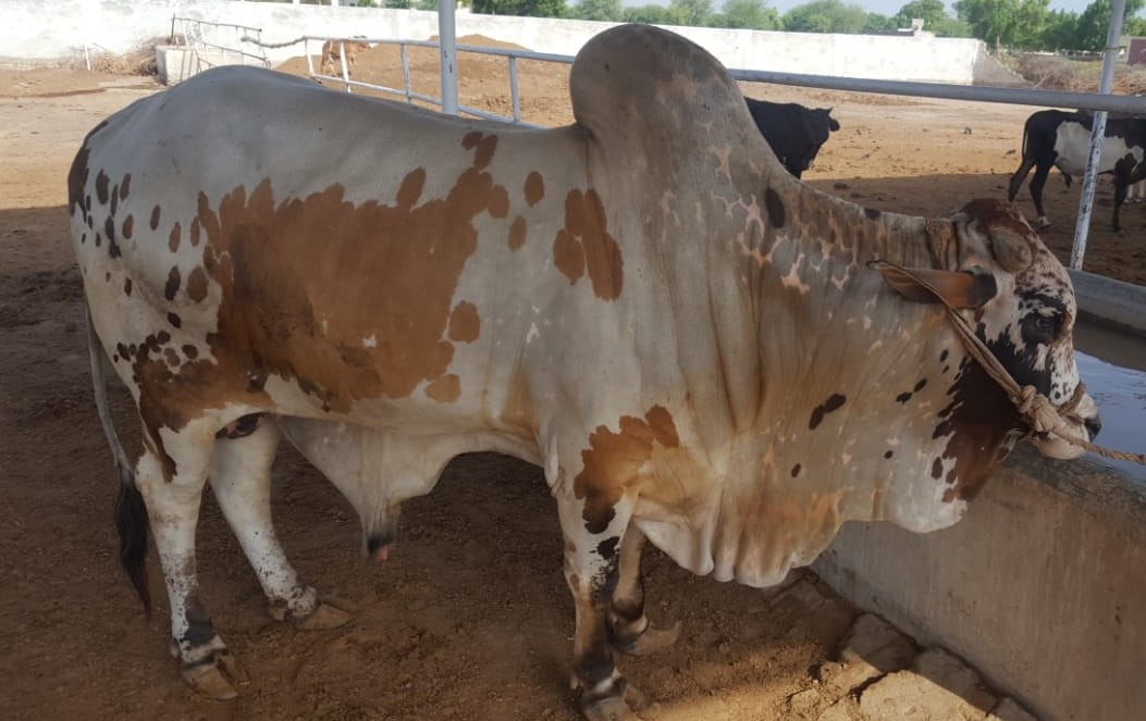 Cholistani Bull | Shah Nawaz Farm