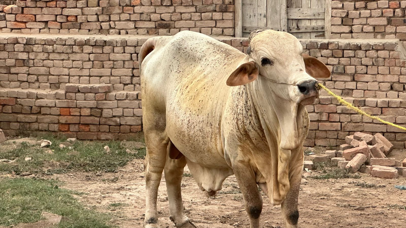 Cholistani Bull | Shah Nawaz Farm