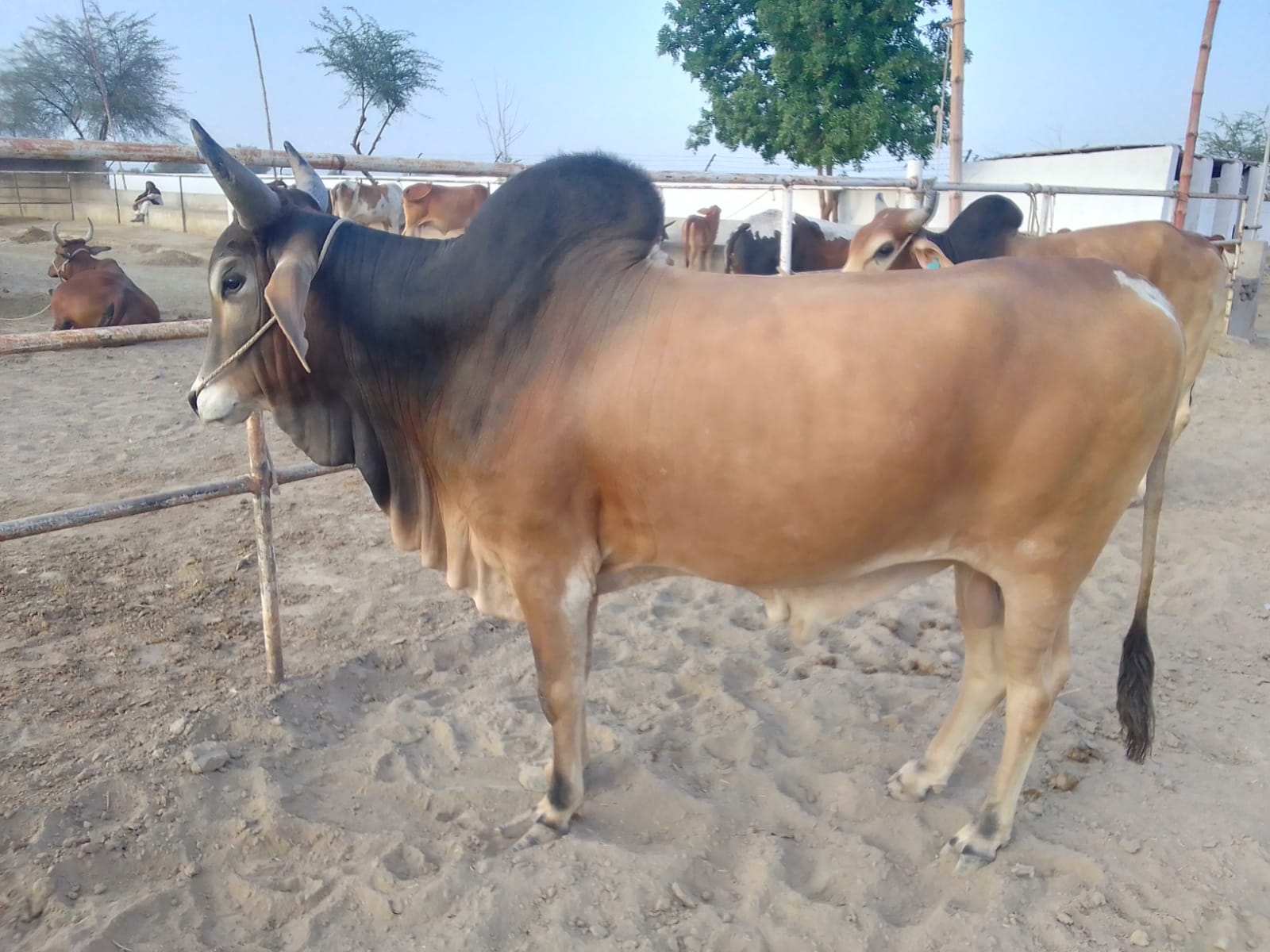 Desi Bull | Shah Nawaz Farm