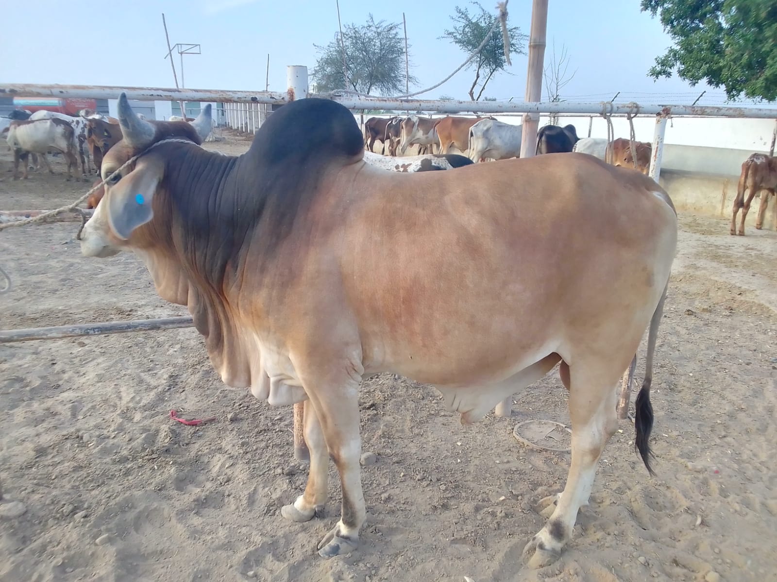 Desi Bull | Shah Nawaz Farm