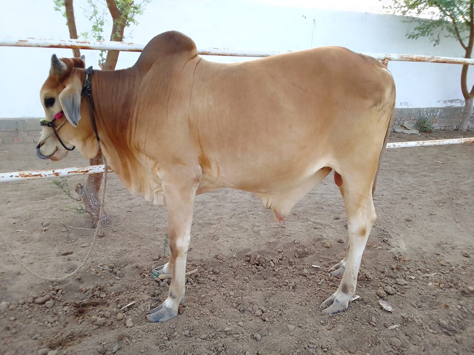 Desi Bull Light Brown – 240Kg | Shah Nawaz Farm